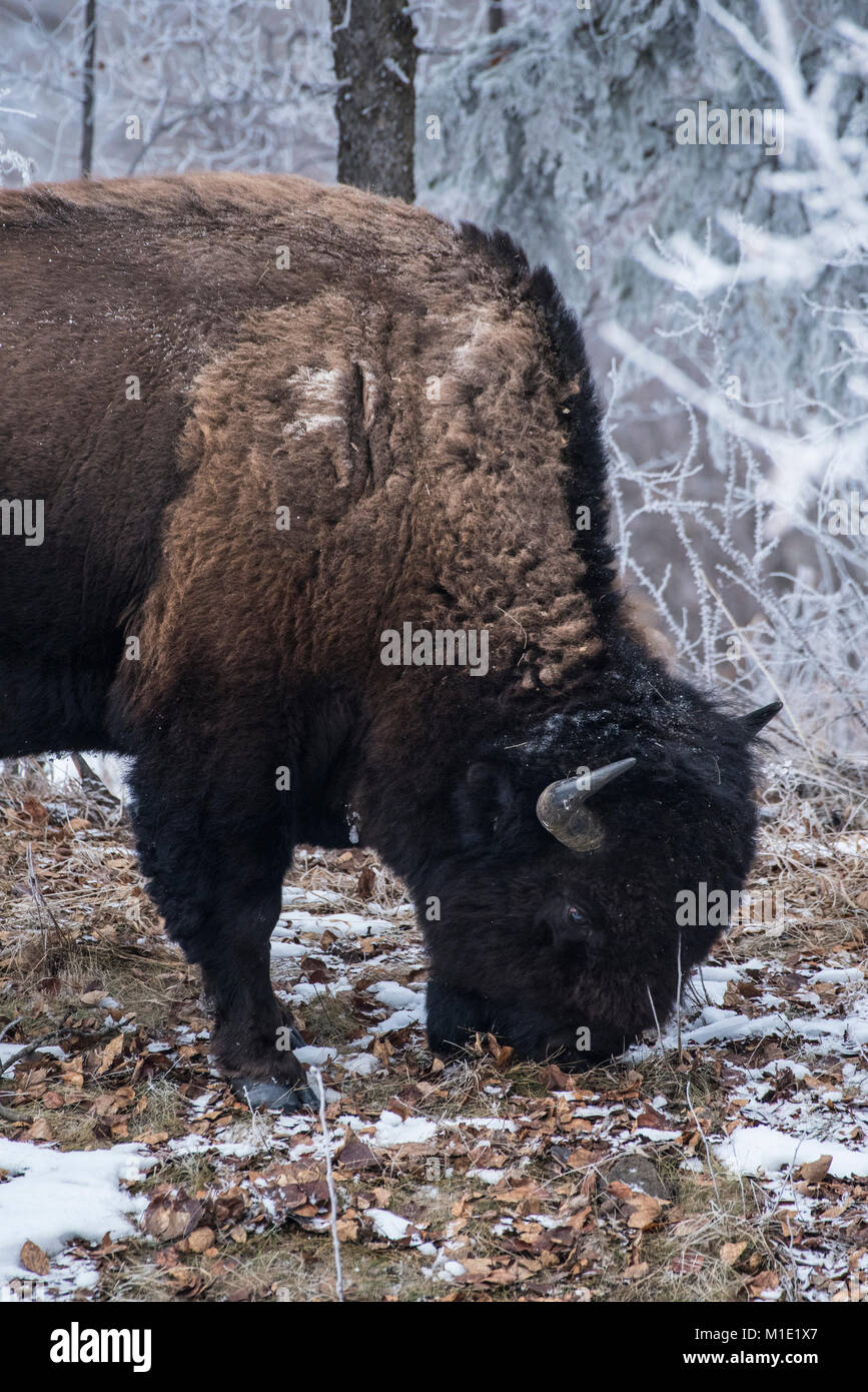 Bison foraging in a frozen winter landscape with hoar frost, Elk Island ...