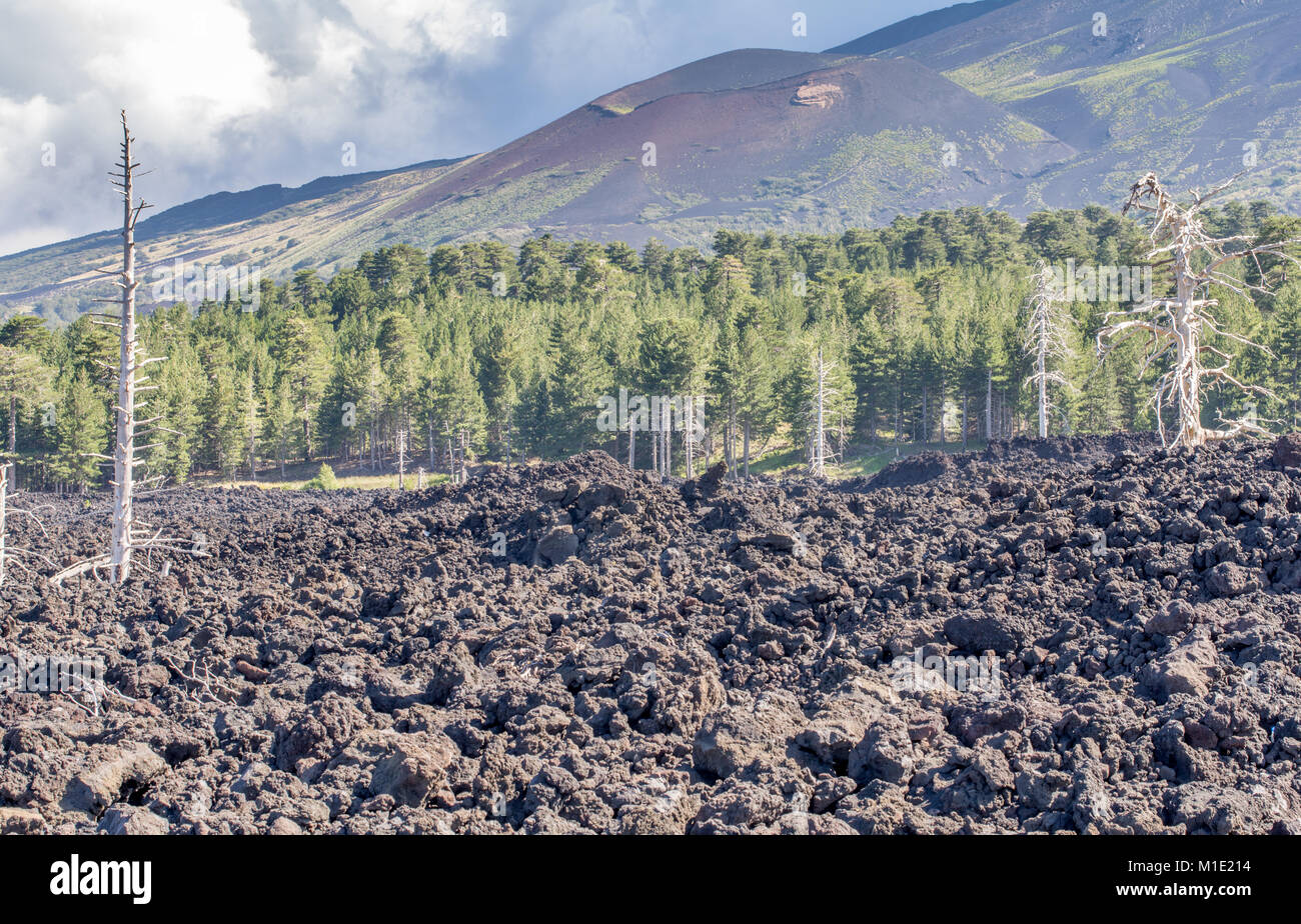 Lava and dead trees Stock Photo - Alamy