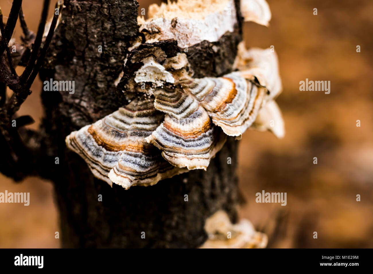 Turkey Tail Mushroom in Fall Landscape Stock Photo - Alamy