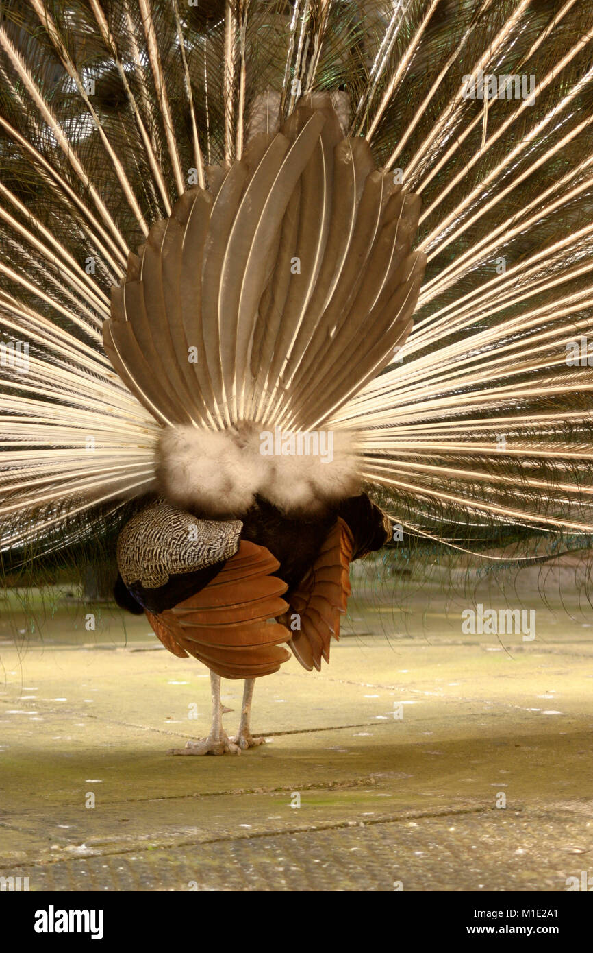 Alamy stock images hi-res stock photography and images - Alamy