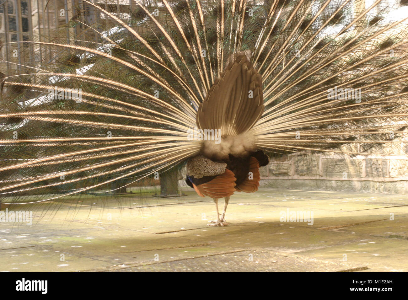 Alamy stock images hi-res stock photography and images - Alamy