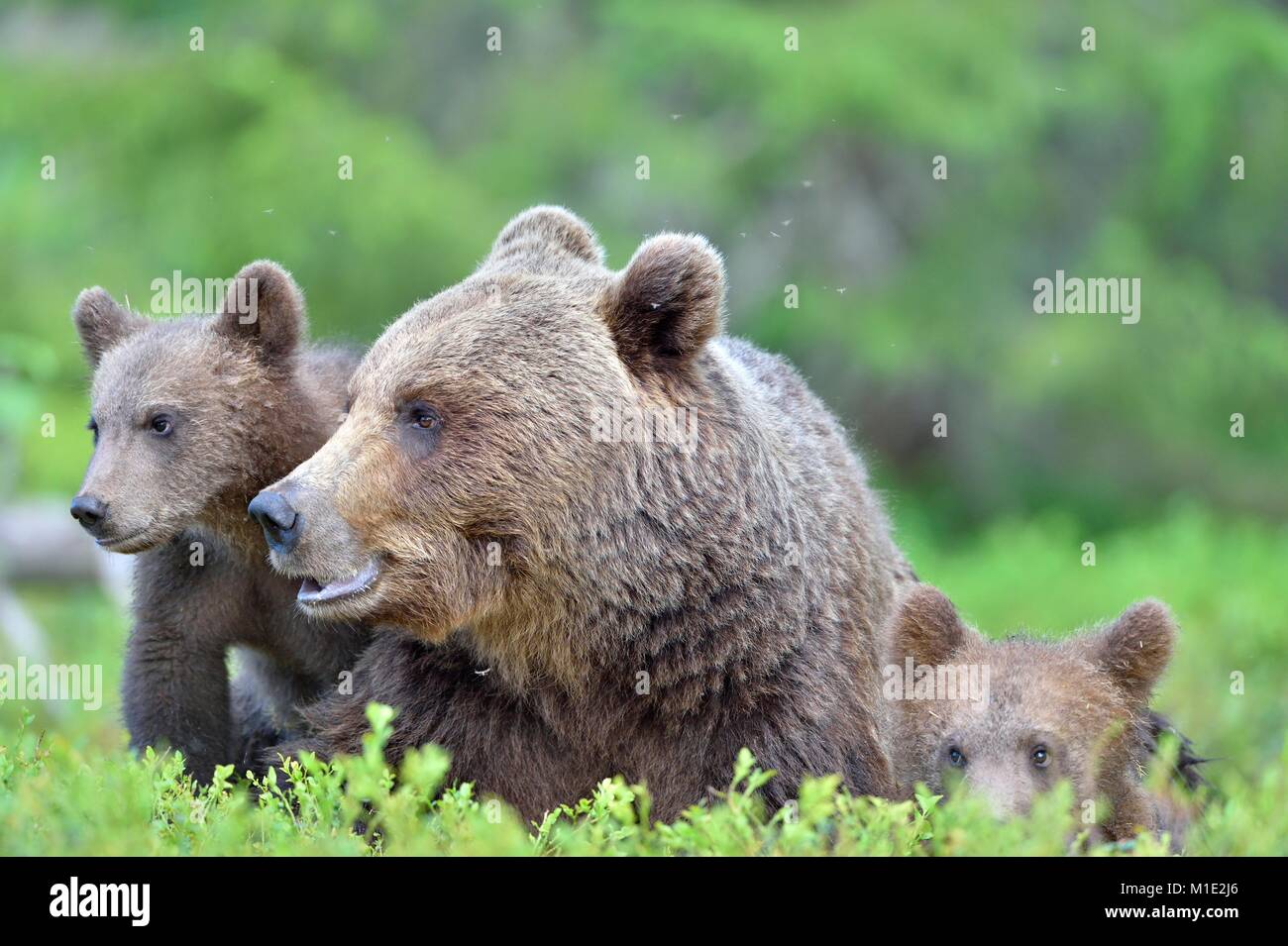 Bear cubs and mother she-bear in the summer forest. Bear family of ...