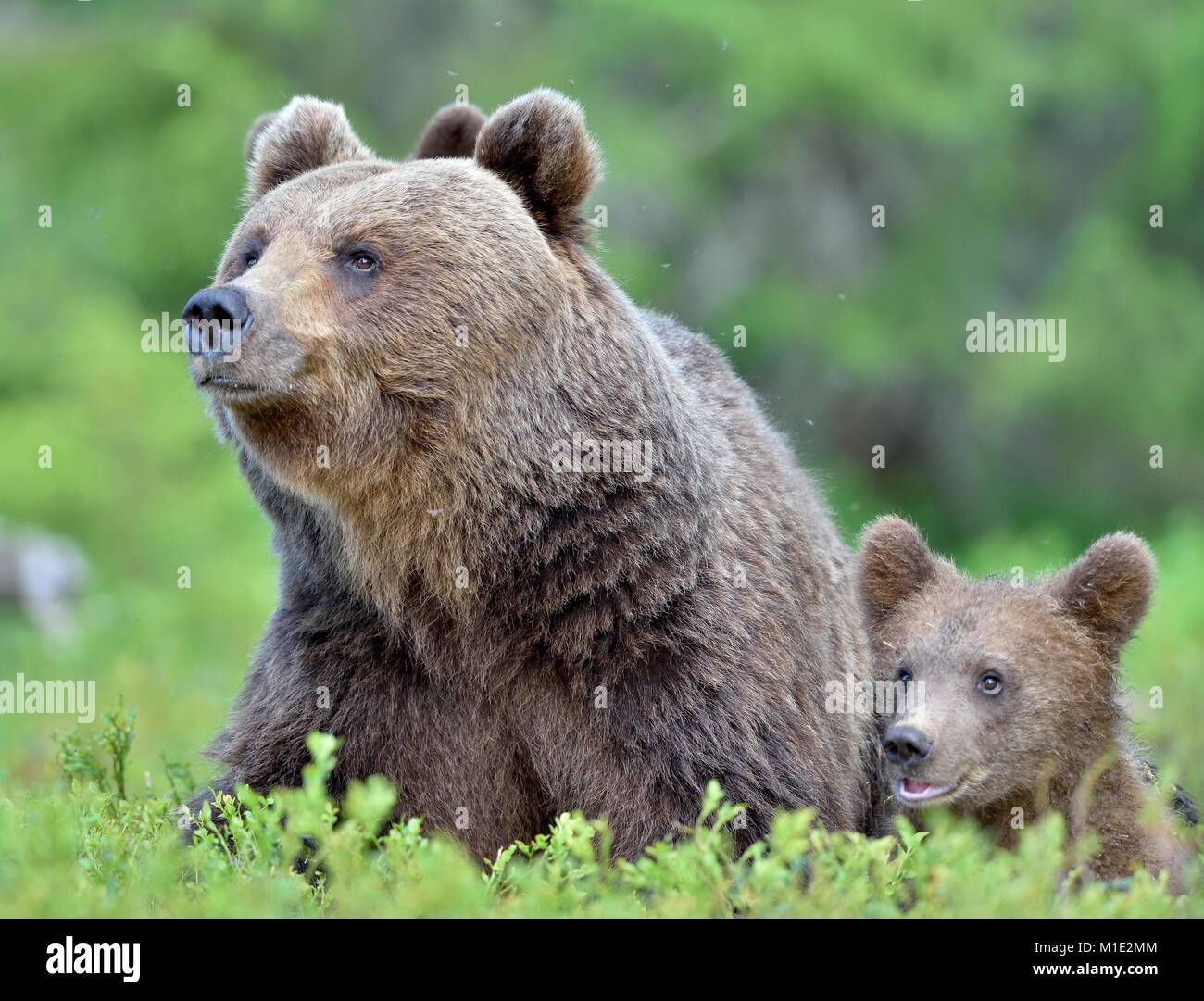 Bear cubs and mother she-bear in the summer forest. Bear family of ...
