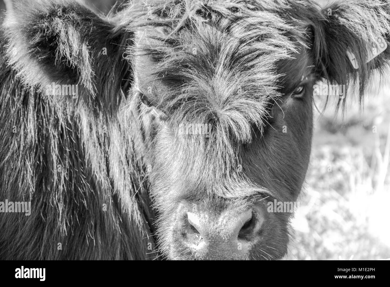 Milk Cattle - Light Coloured Cow Stock Photo - Alamy