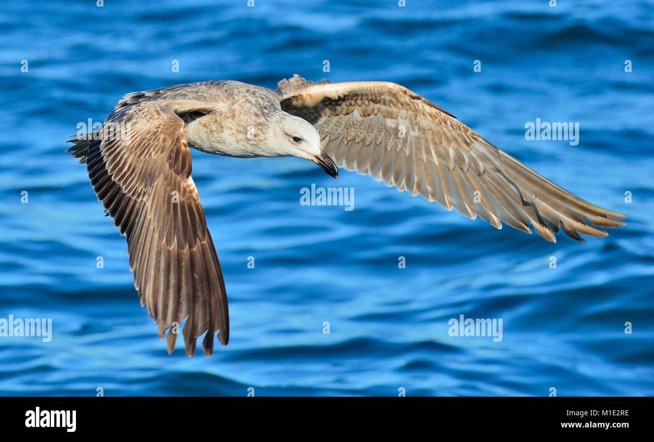 Flying Juvenile Kelp gulls (Larus dominicanus), also known as the ...