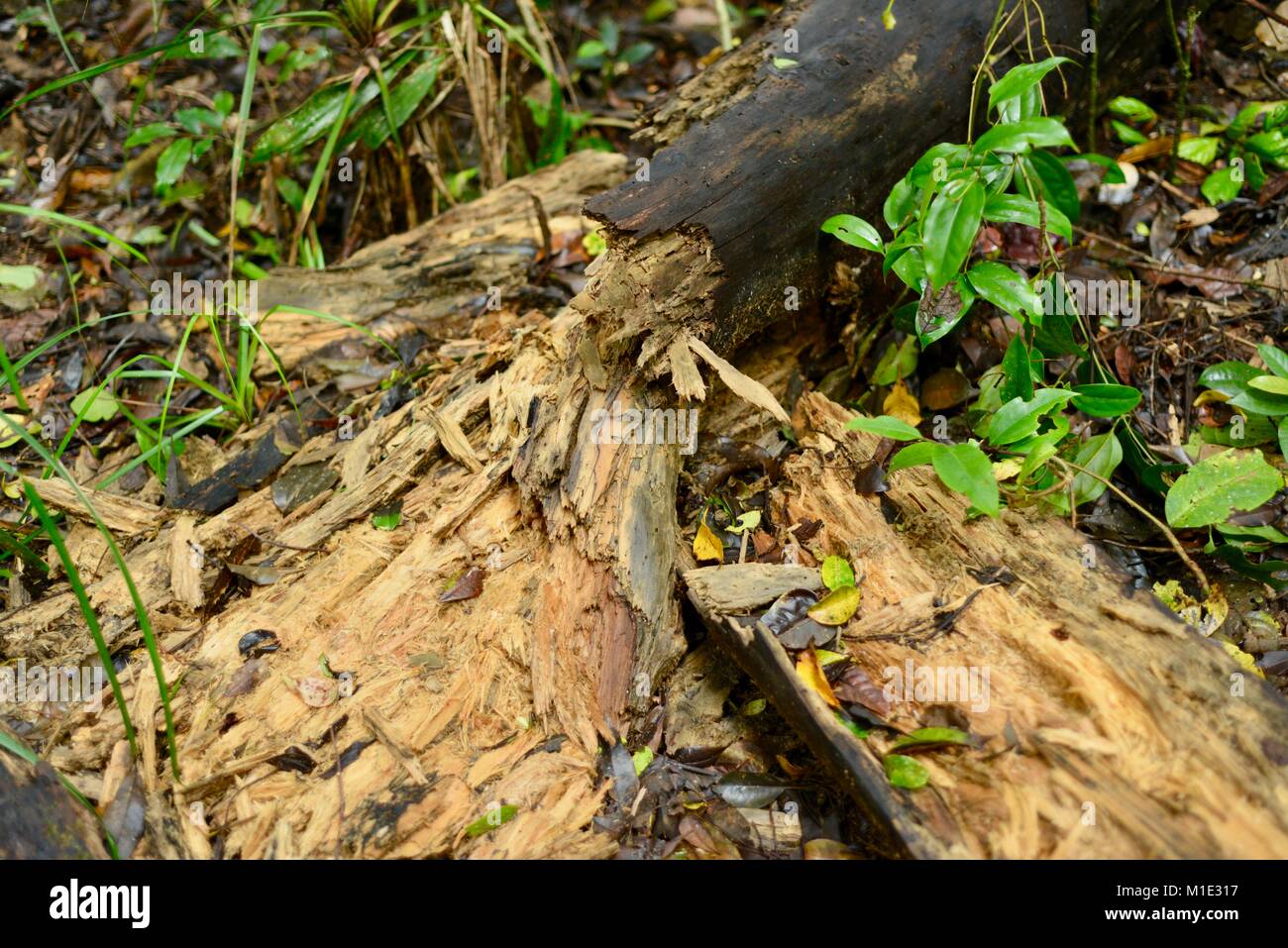Rotting log broken apart by wild pigs, Paluma range national park ...