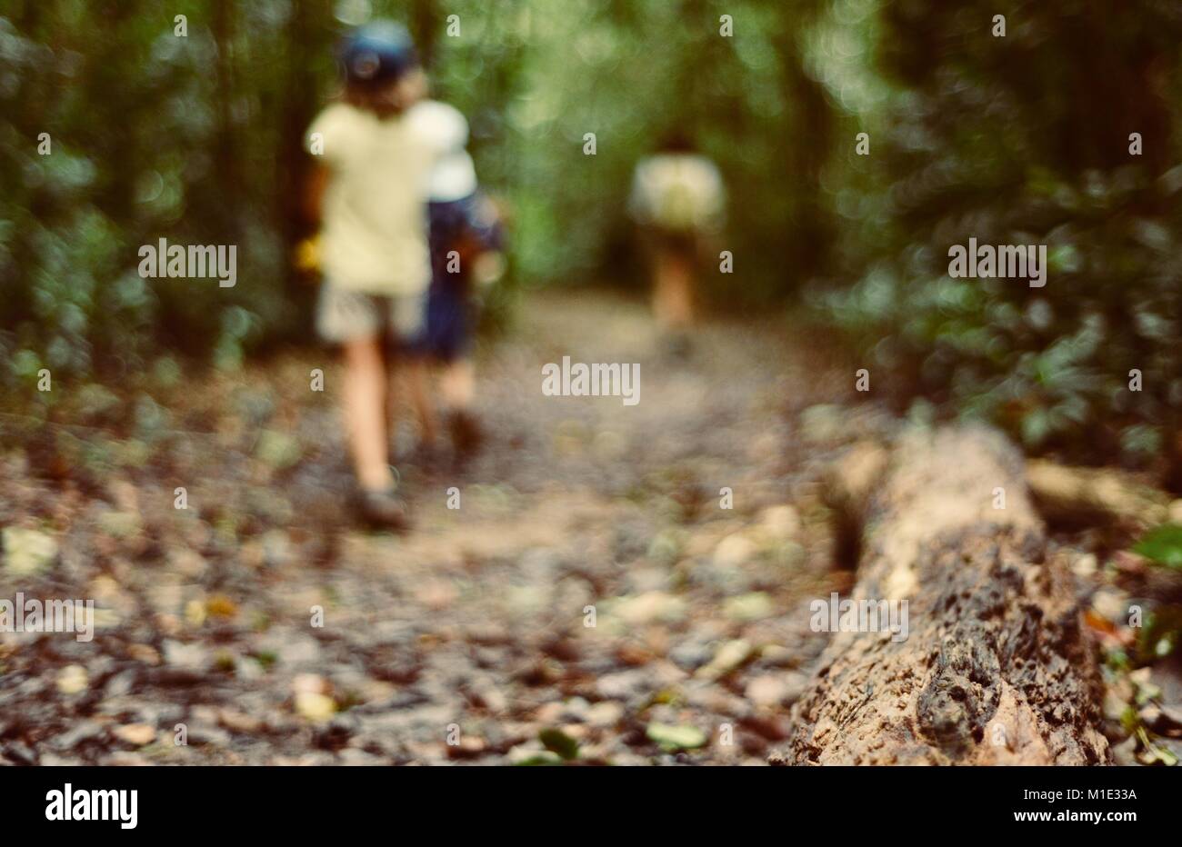 Mother and daughters hiking along a track, Paluma range national park ...