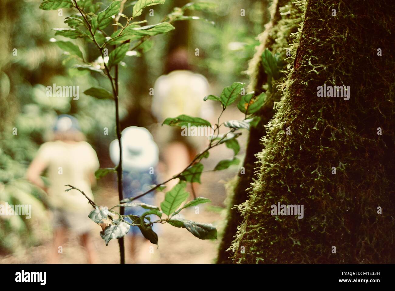 Mother and daughters hiking along a track, Paluma range national park ...