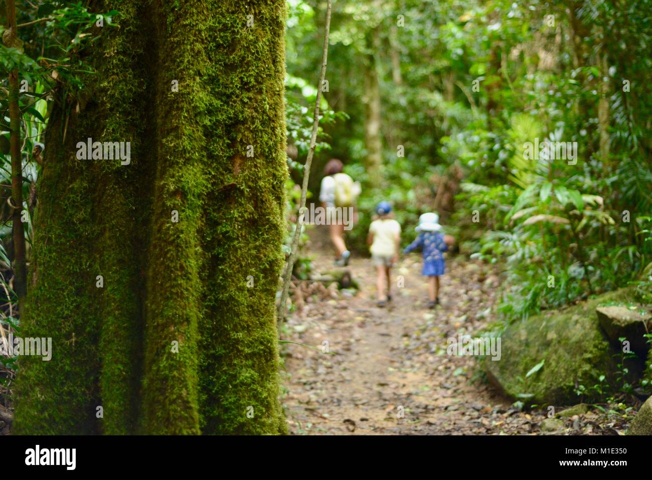 Mother and daughters hiking along a track, Paluma range national park ...