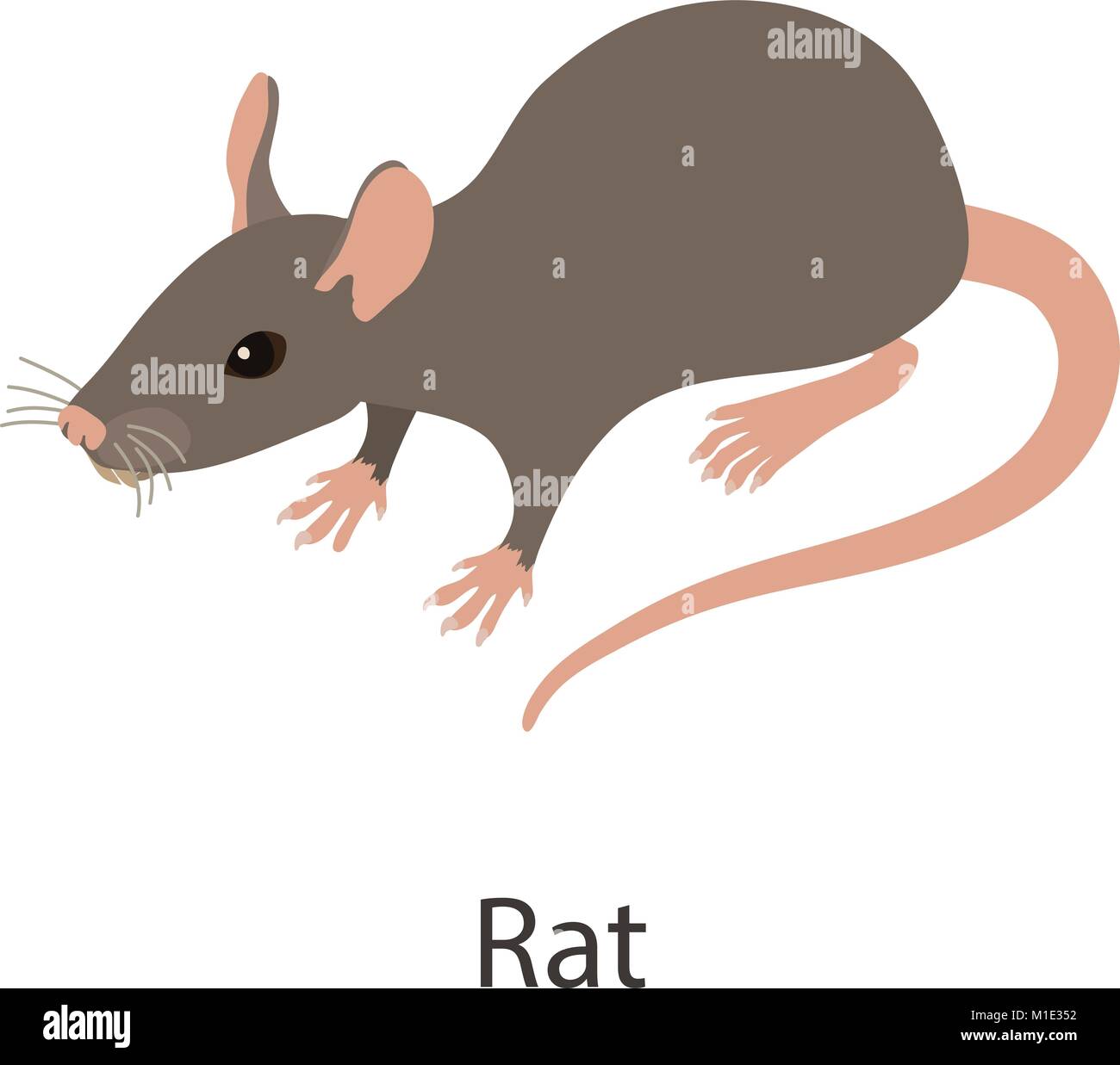 Lab rat running hi-res stock photography and images - Alamy