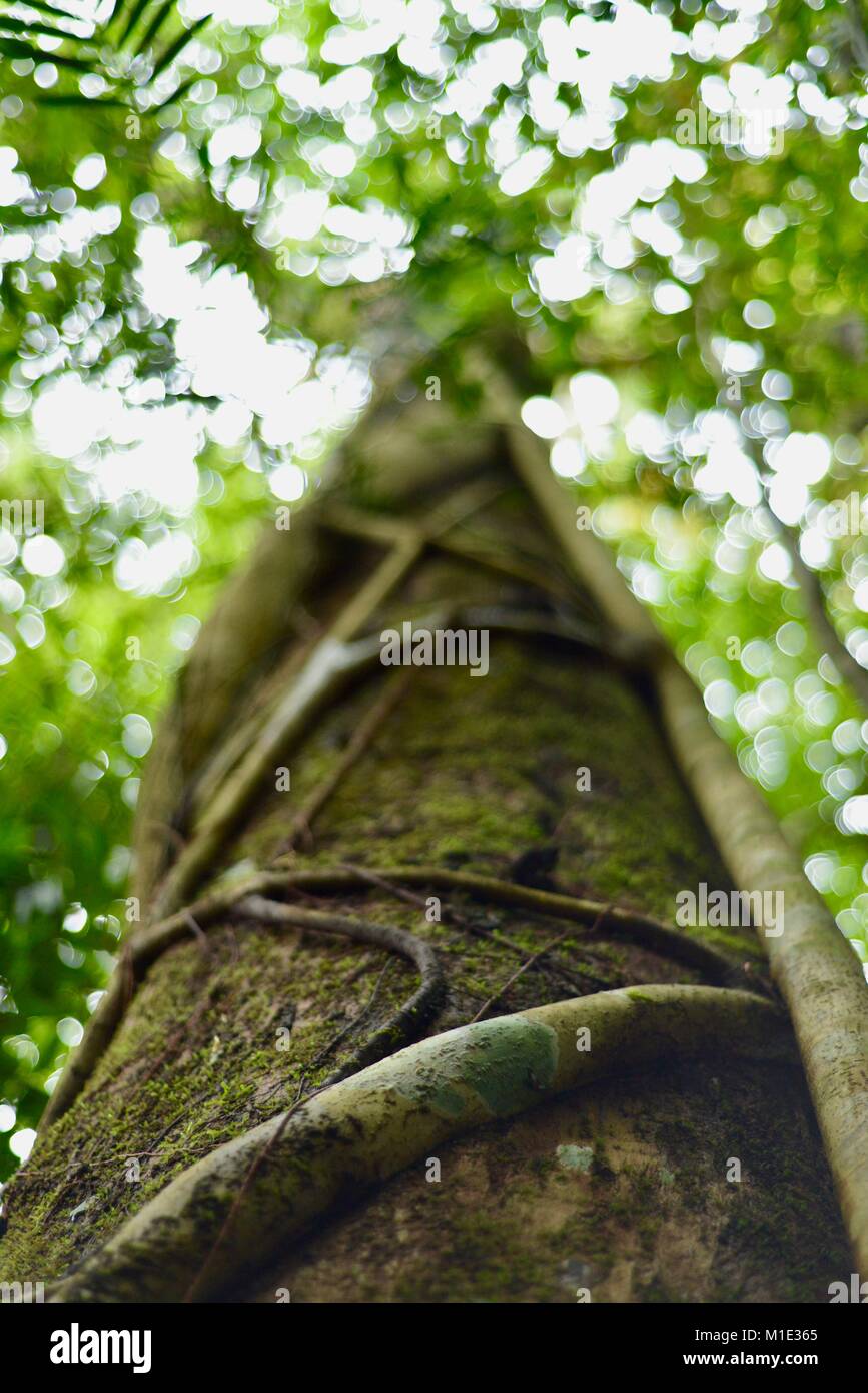 Strangling fig tree hi-res stock photography and images - Alamy