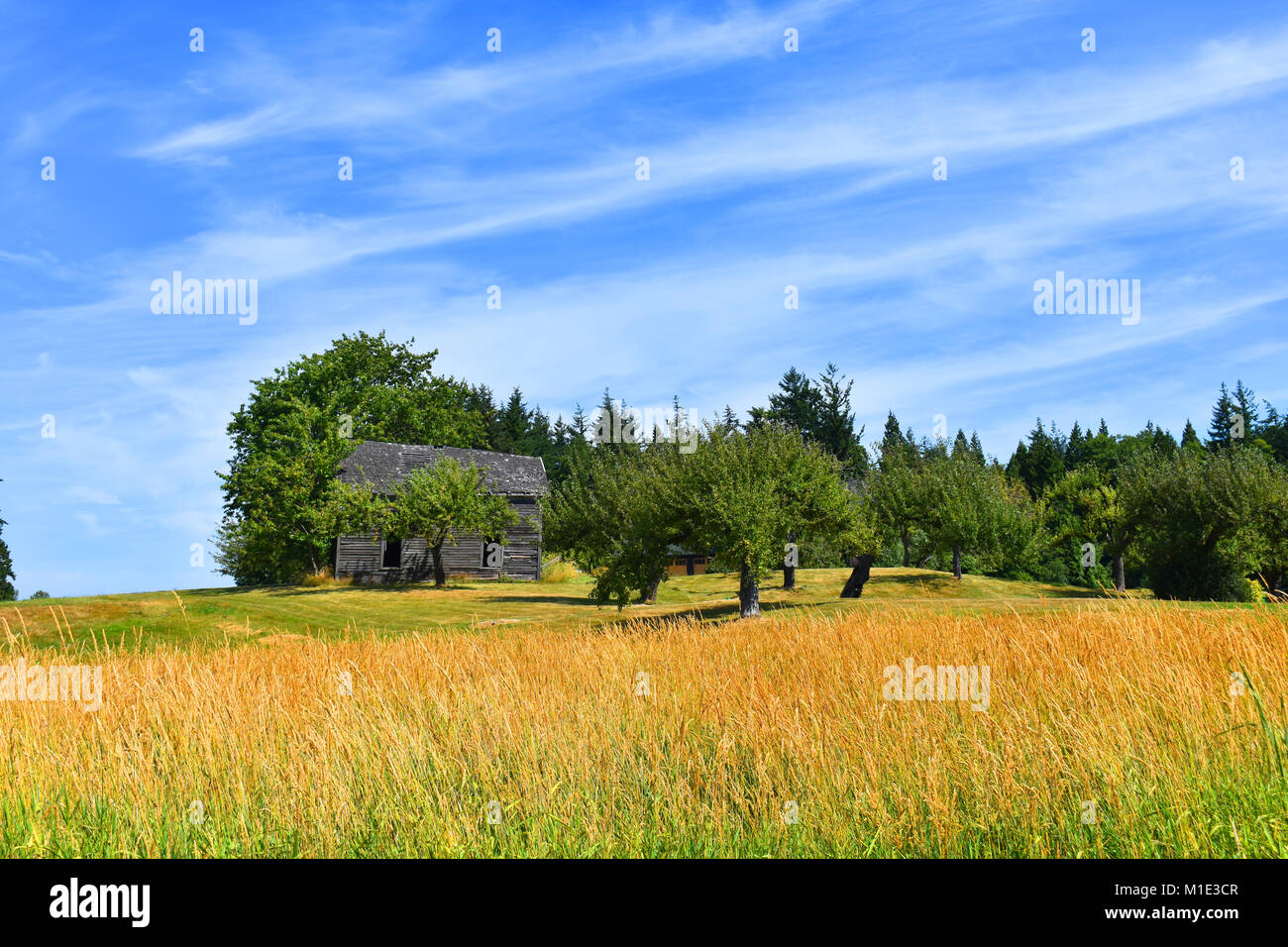 An old rustic barn in the pacific northwest countryside of Ferndale ...