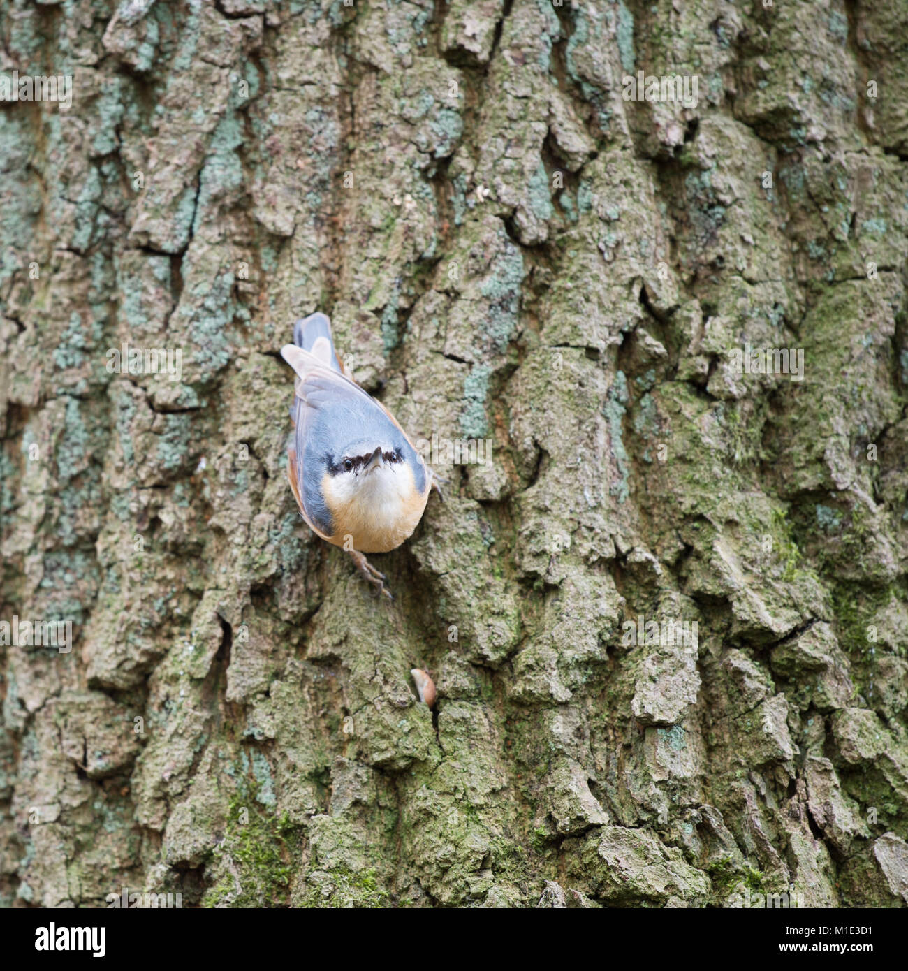 Eurasian nuthatch climbing in tree Stock Photo - Alamy