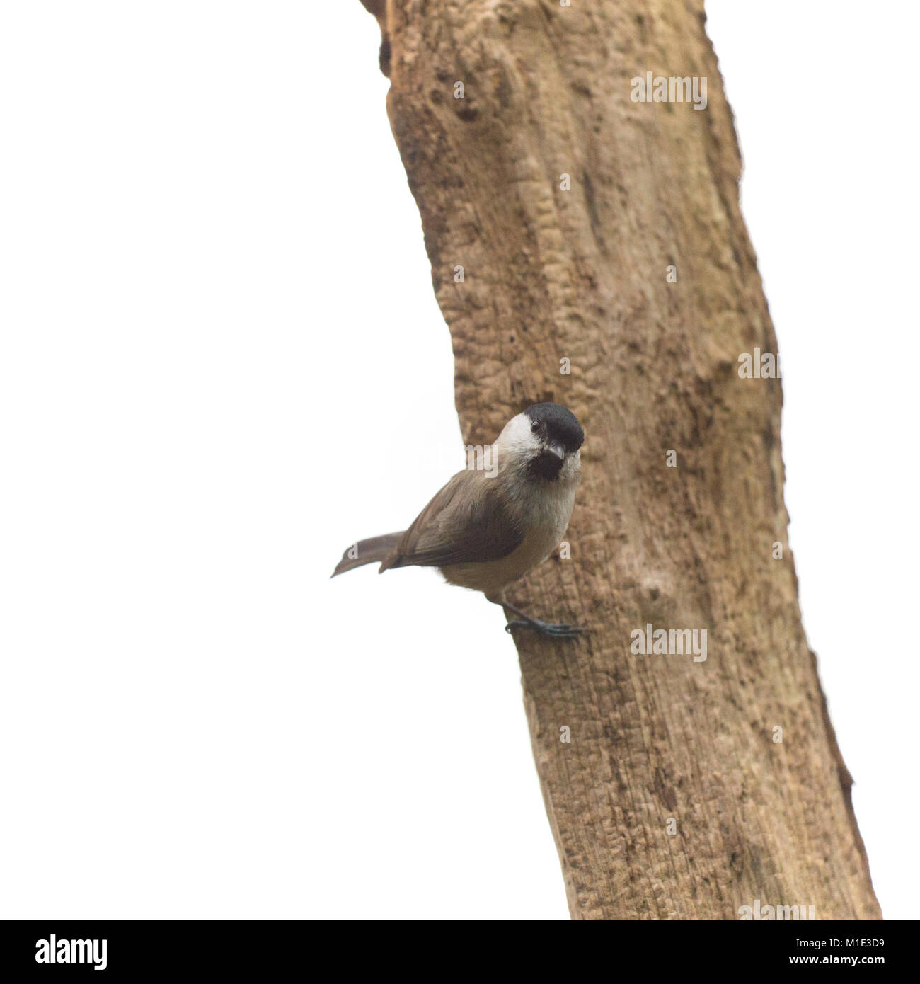 Marsh tit passerine bird in tree Stock Photo - Alamy