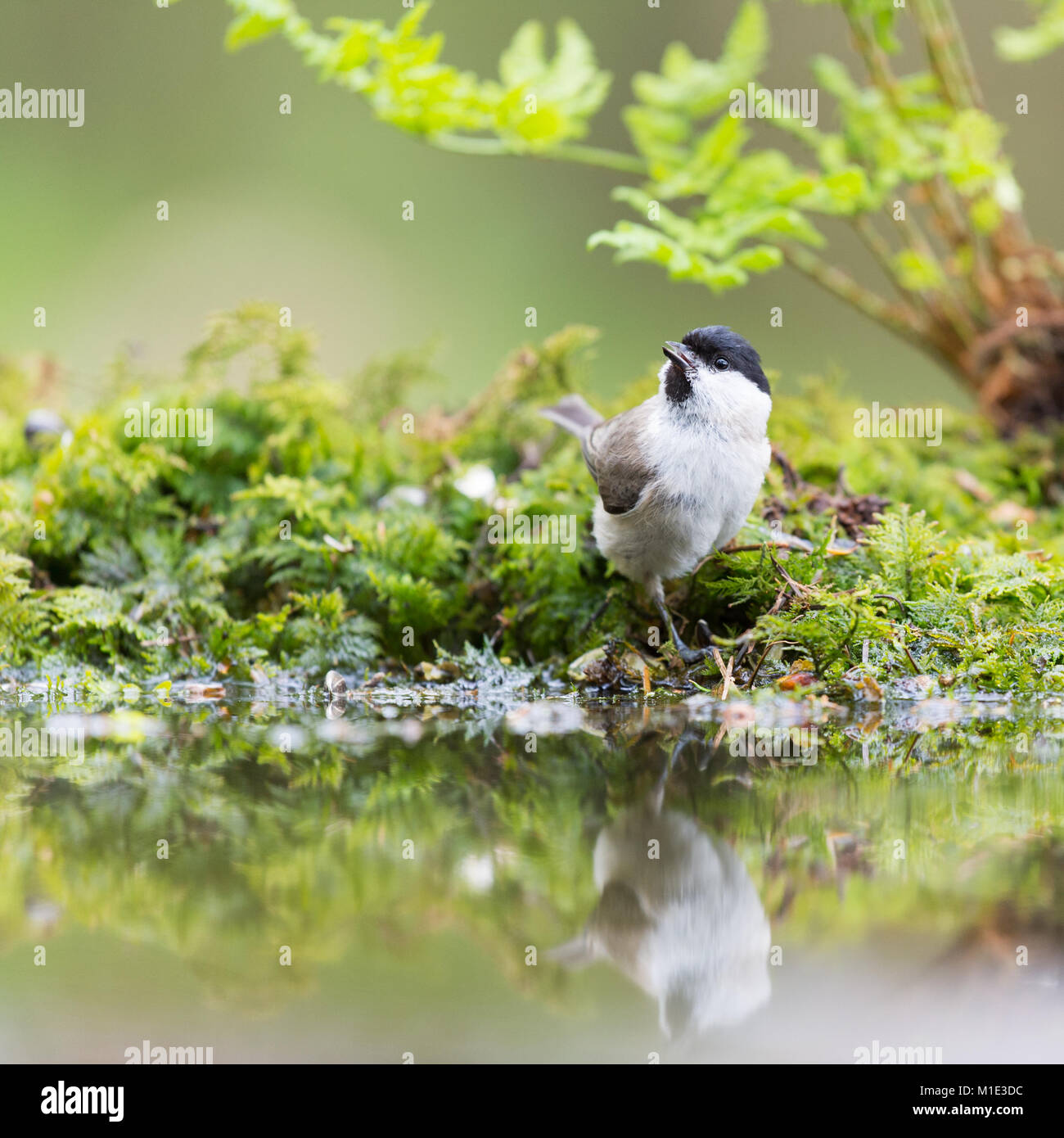 Marsh tit passerine bird in tree Stock Photo - Alamy
