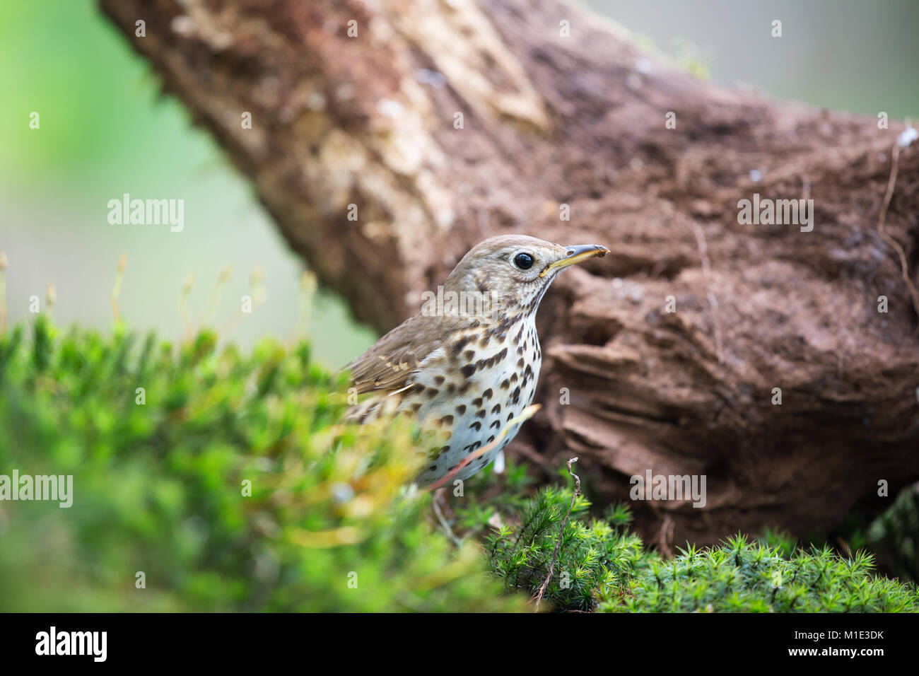 Mistle Thrush at the ground in nature Stock Photo - Alamy
