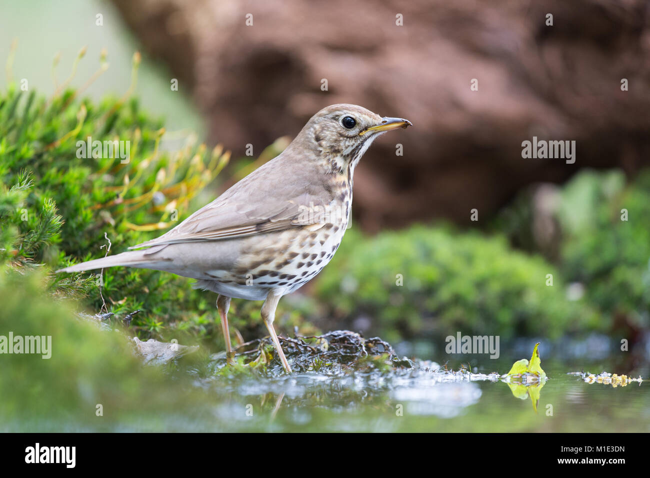 Mistle Thrush at the ground in nature Stock Photo - Alamy