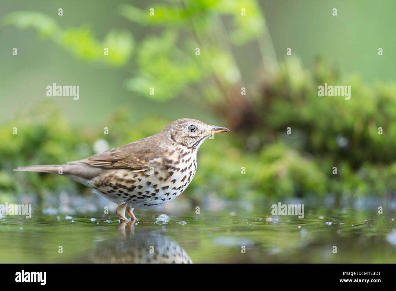 Mistle Thrush in nature water Stock Photo - Alamy