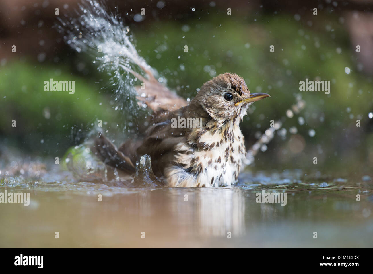 Mistle Thrush bathing with many splashes i nature water Stock Photo - Alamy