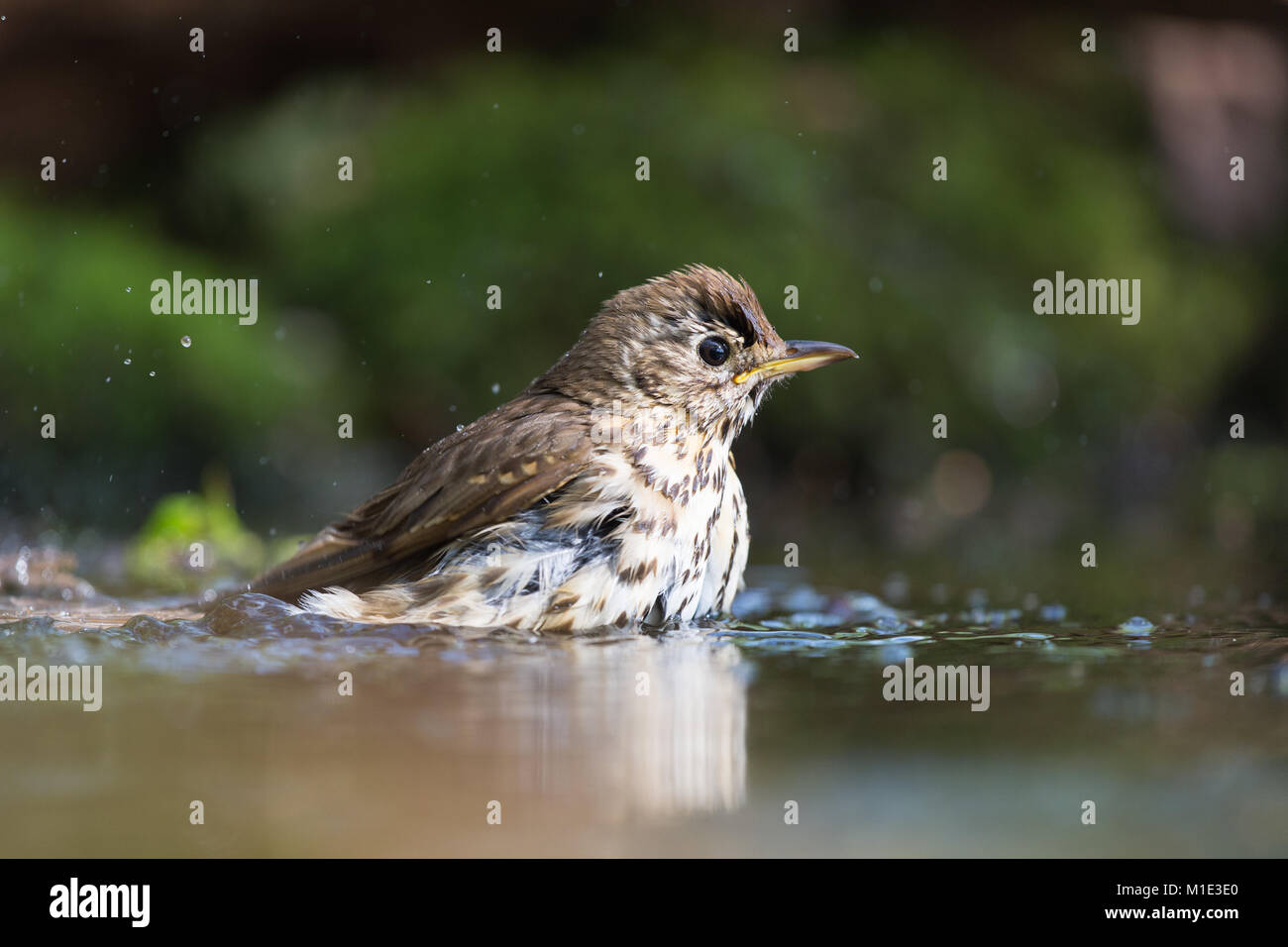 Mistle Thrush bathing with splashes in nature water Stock Photo - Alamy