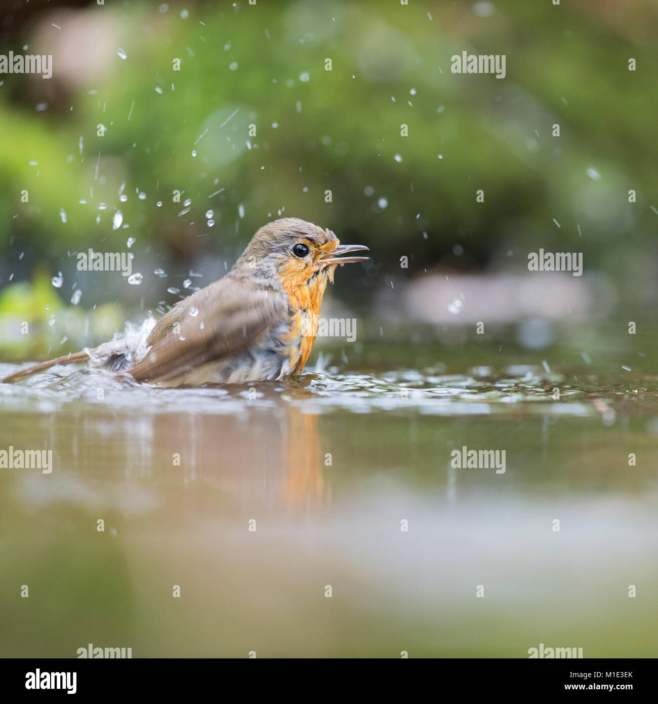 European Robin bird taking a bath Stock Photo - Alamy