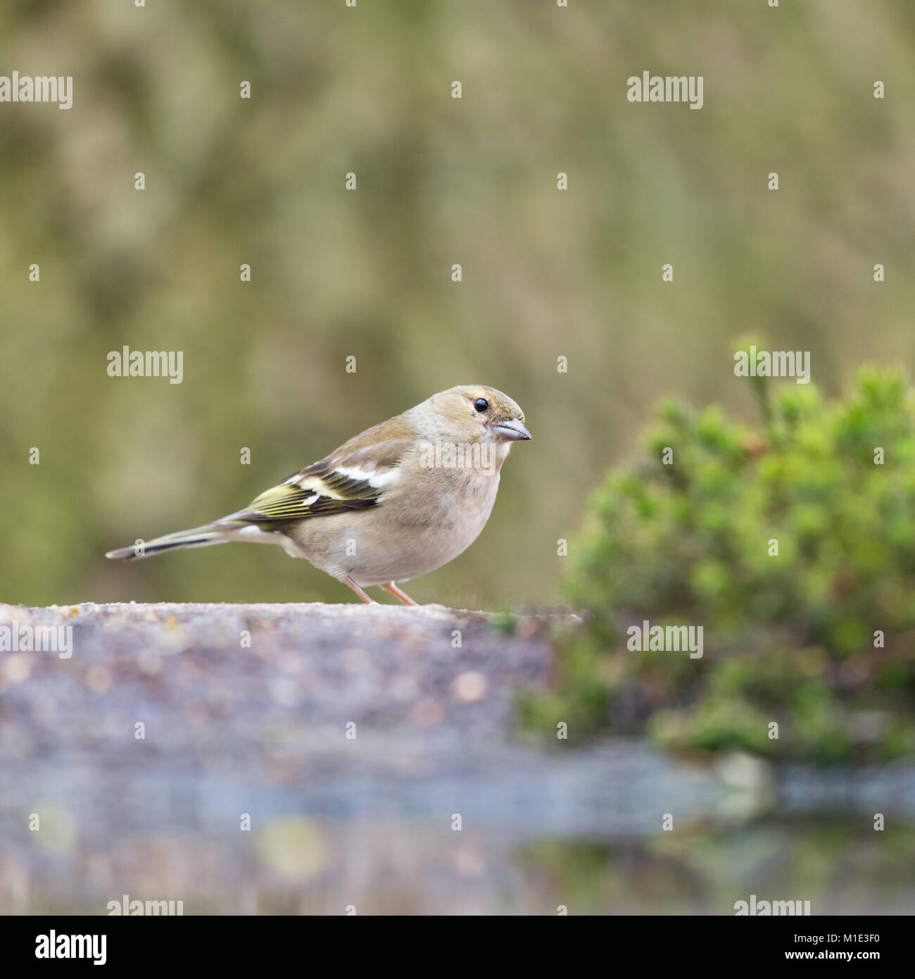 Female common chaffinch at the ground Stock Photo - Alamy