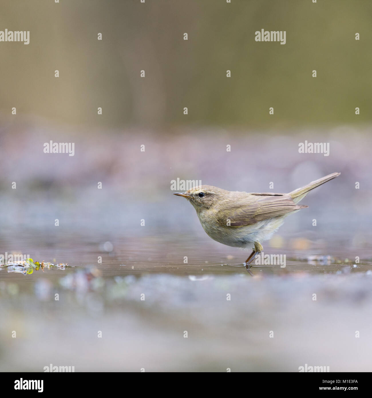 Eurasian wren near water in nature Stock Photo - Alamy