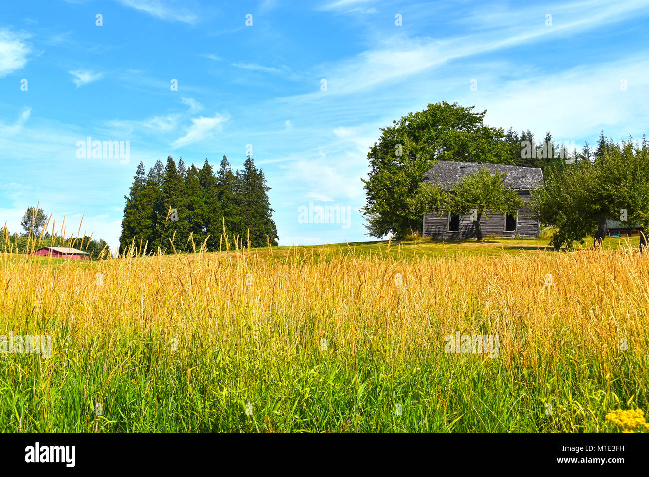 An old rustic barn in the pacific northwest countryside of Ferndale ...