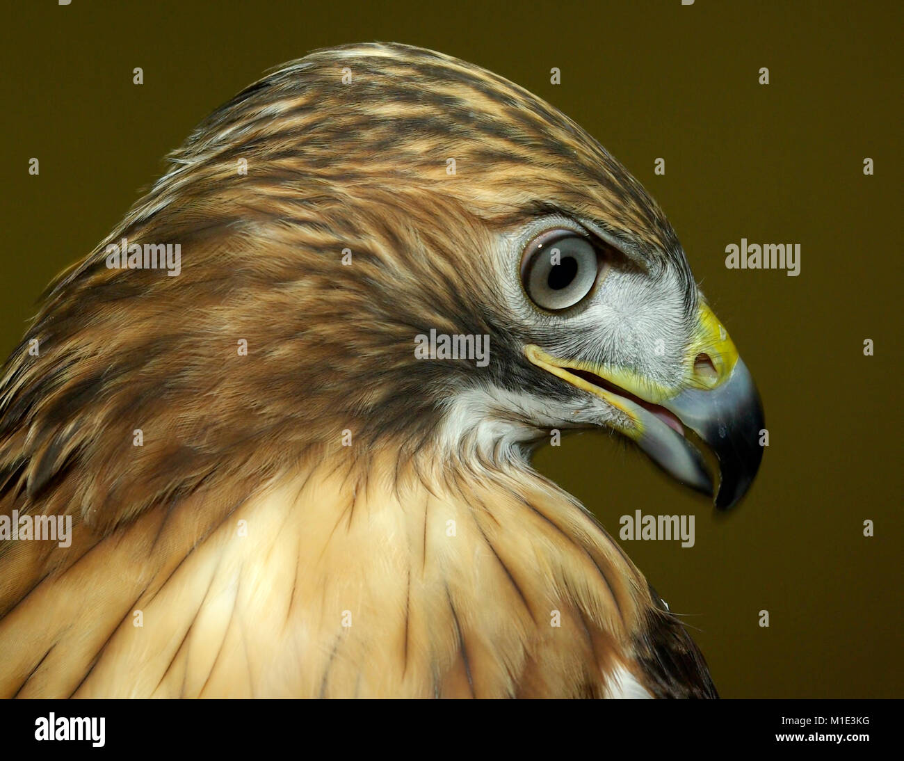 Red tailed hawk portrait Stock Photo - Alamy