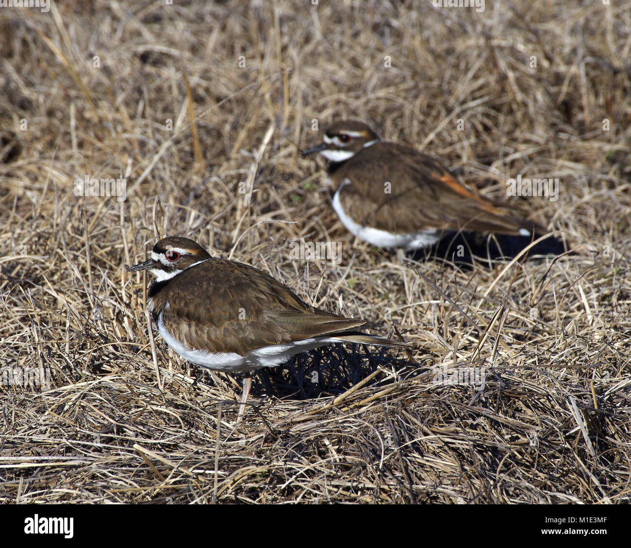 Chordata hi-res stock photography and images - Alamy