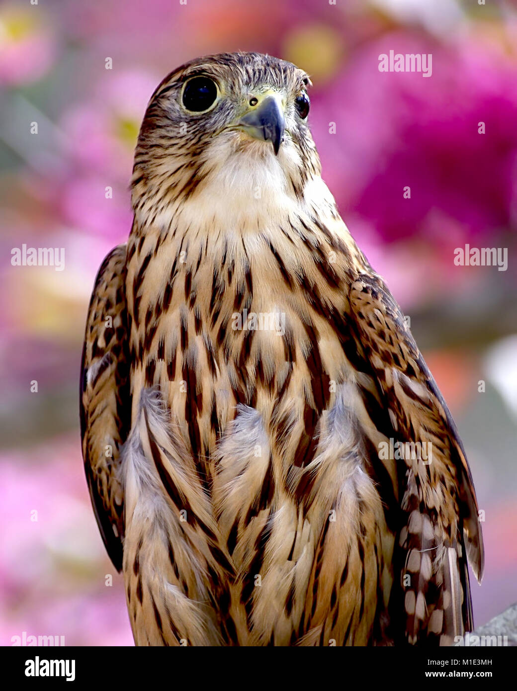 Merlin bird of prey raptor hi-res stock photography and images - Alamy