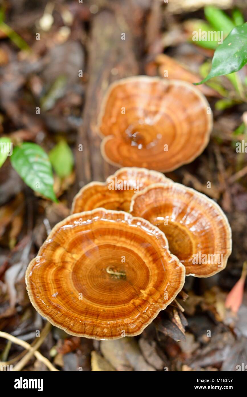 Fungi In Australia Stock Photos & Fungi In Australia Stock Images - Alamy