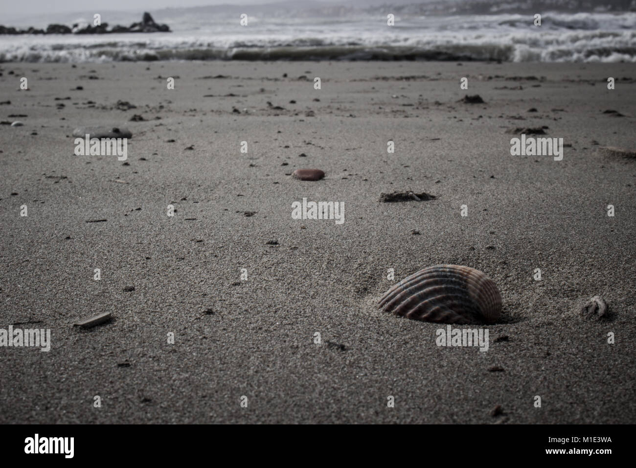 Shell. A shell on the beach in a storm Stock Photo - Alamy