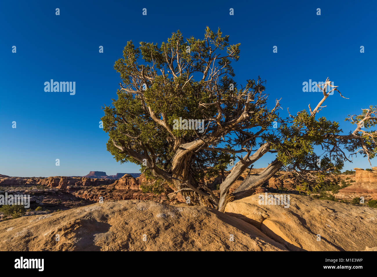 Juniper osteosperma needles hi-res stock photography and images - Alamy