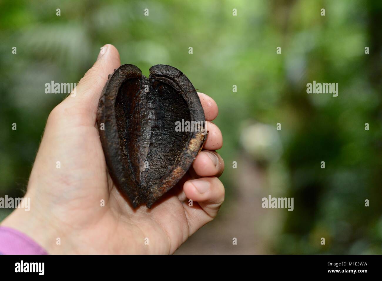 Empty seed pod hi-res stock photography and images - Alamy