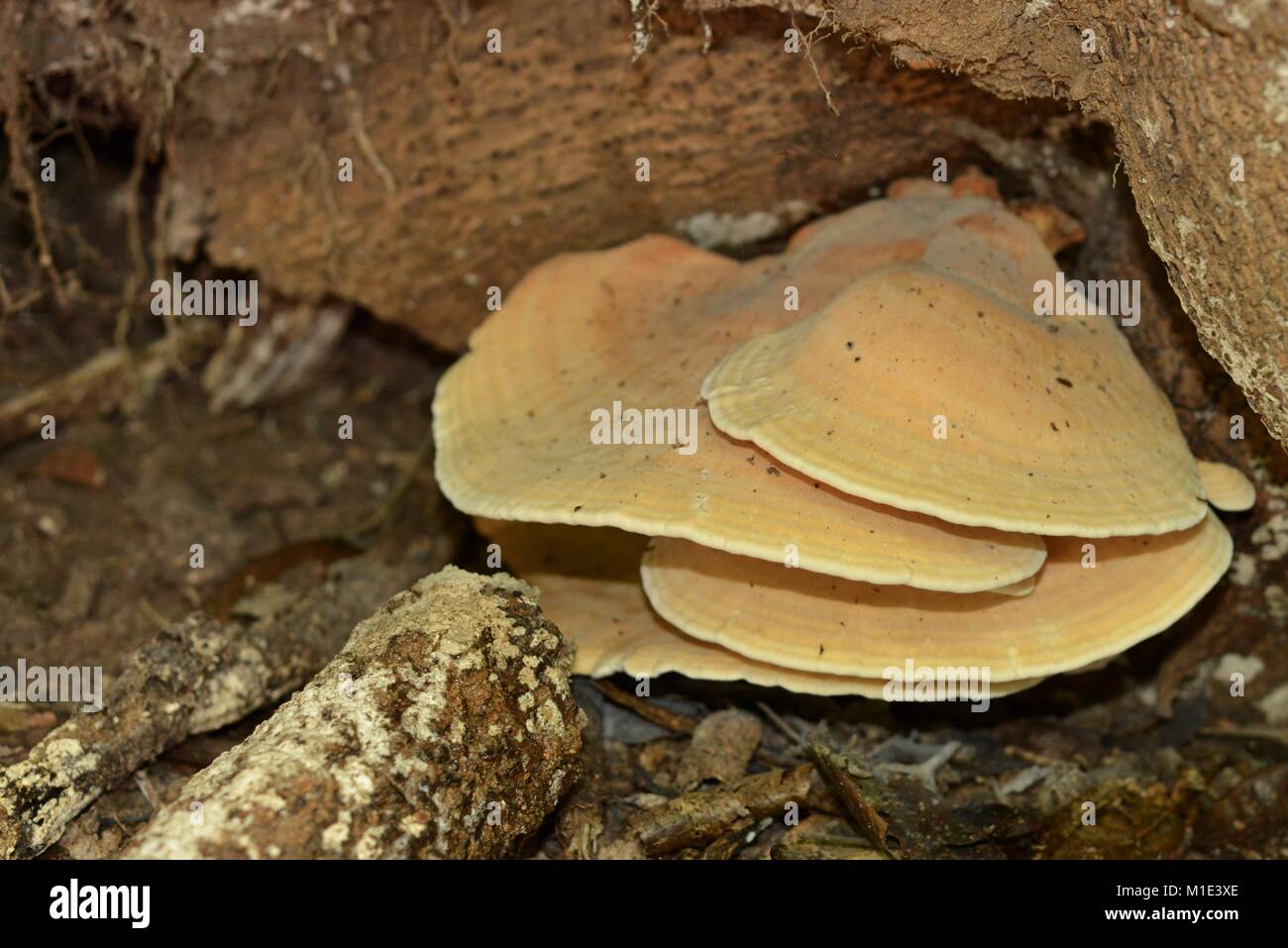Yellow plate Fungus growing on a fallen tree in a tropical rainforest ...