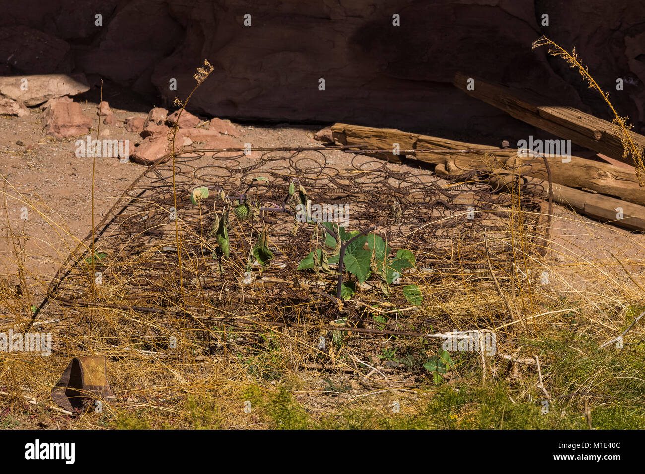 Old bedspring for abandoned cowboy camp, used until 1975, along the ...