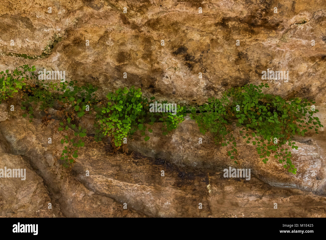 Southern Maidenhair Fern, Adiantum capillus-veneris, growing in a shady ...