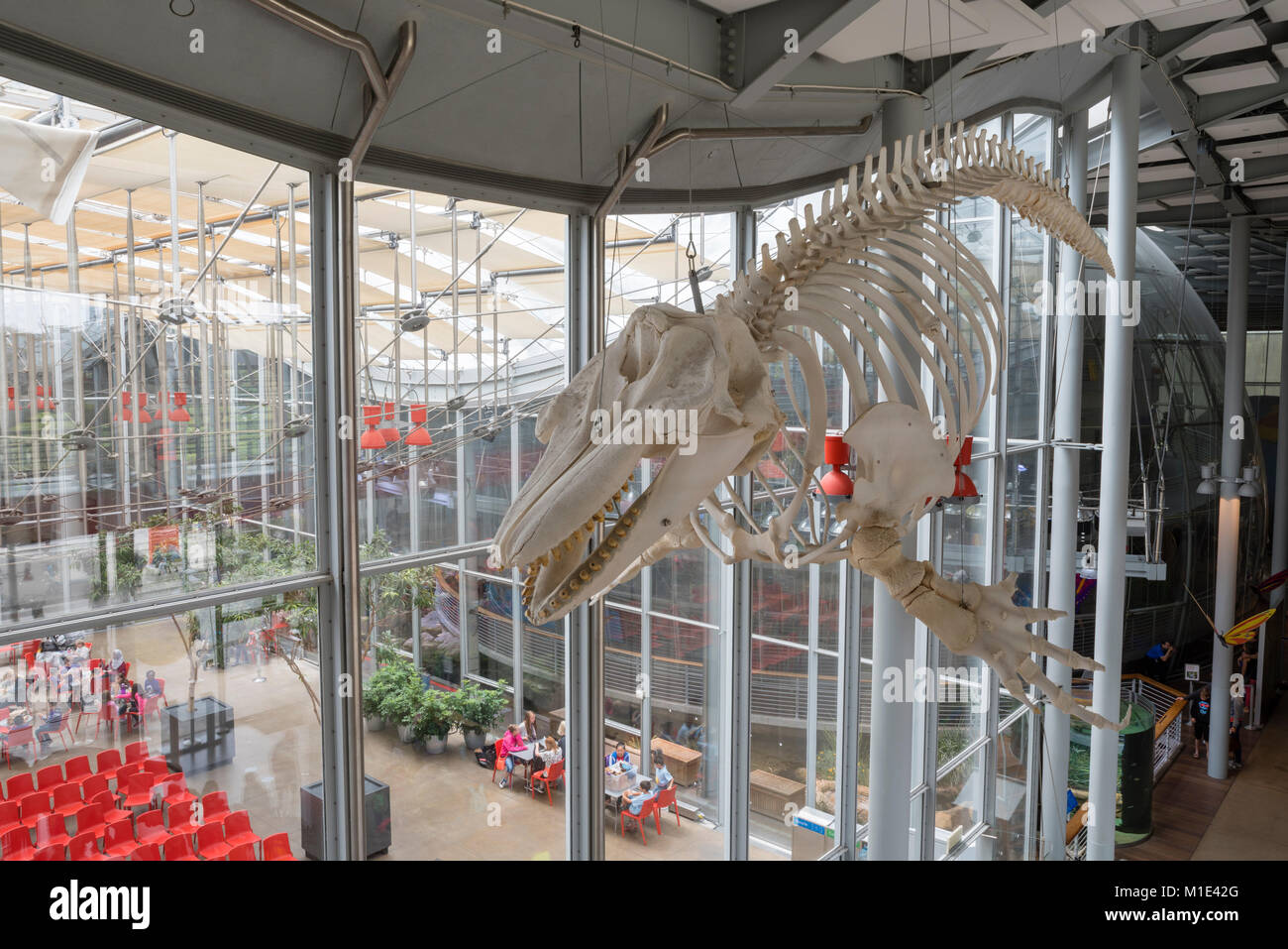 Interior view of the California Academy of Sciences Museum, Golden Gate ...