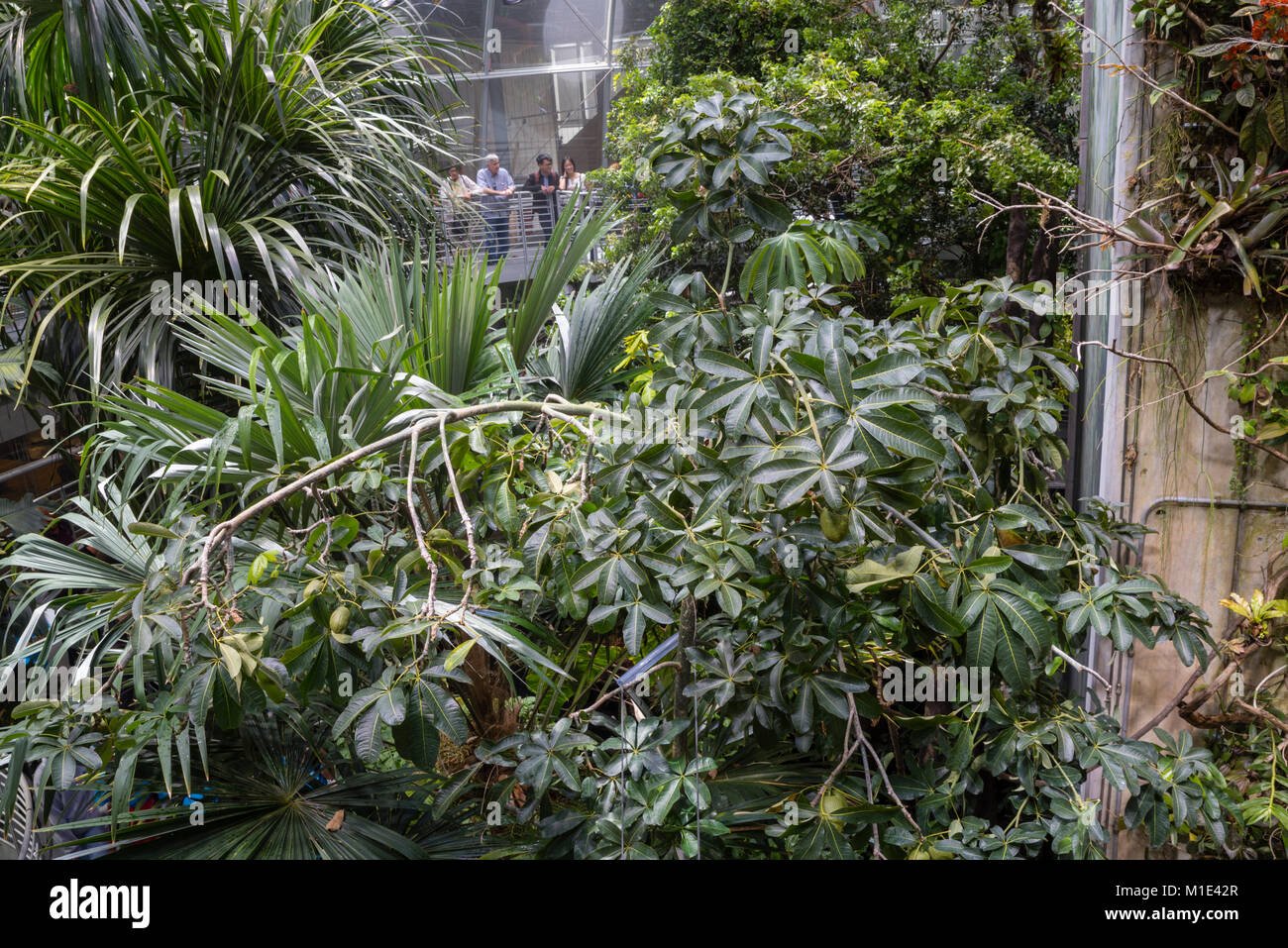 Interior view of the California Academy of Sciences Museum, Golden Gate ...