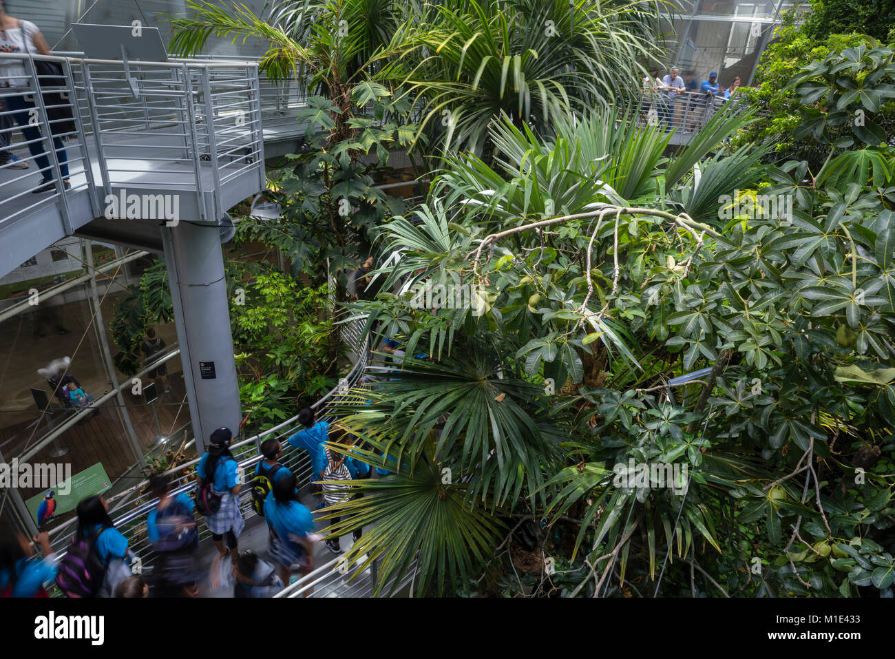 Interior view of the California Academy of Sciences Museum, Golden Gate ...