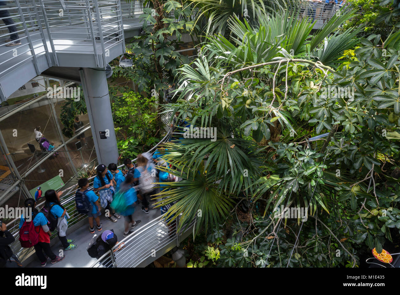 Interior view of the California Academy of Sciences Museum, Golden Gate ...