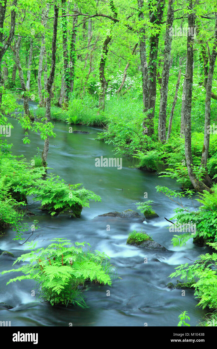 Water stream in the woods, Fukushima Prefecture, Japan Stock Photo - Alamy
