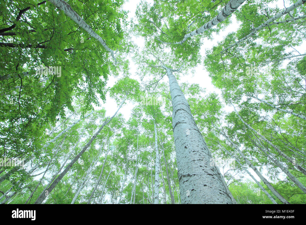 Green forest, Japan Stock Photo - Alamy