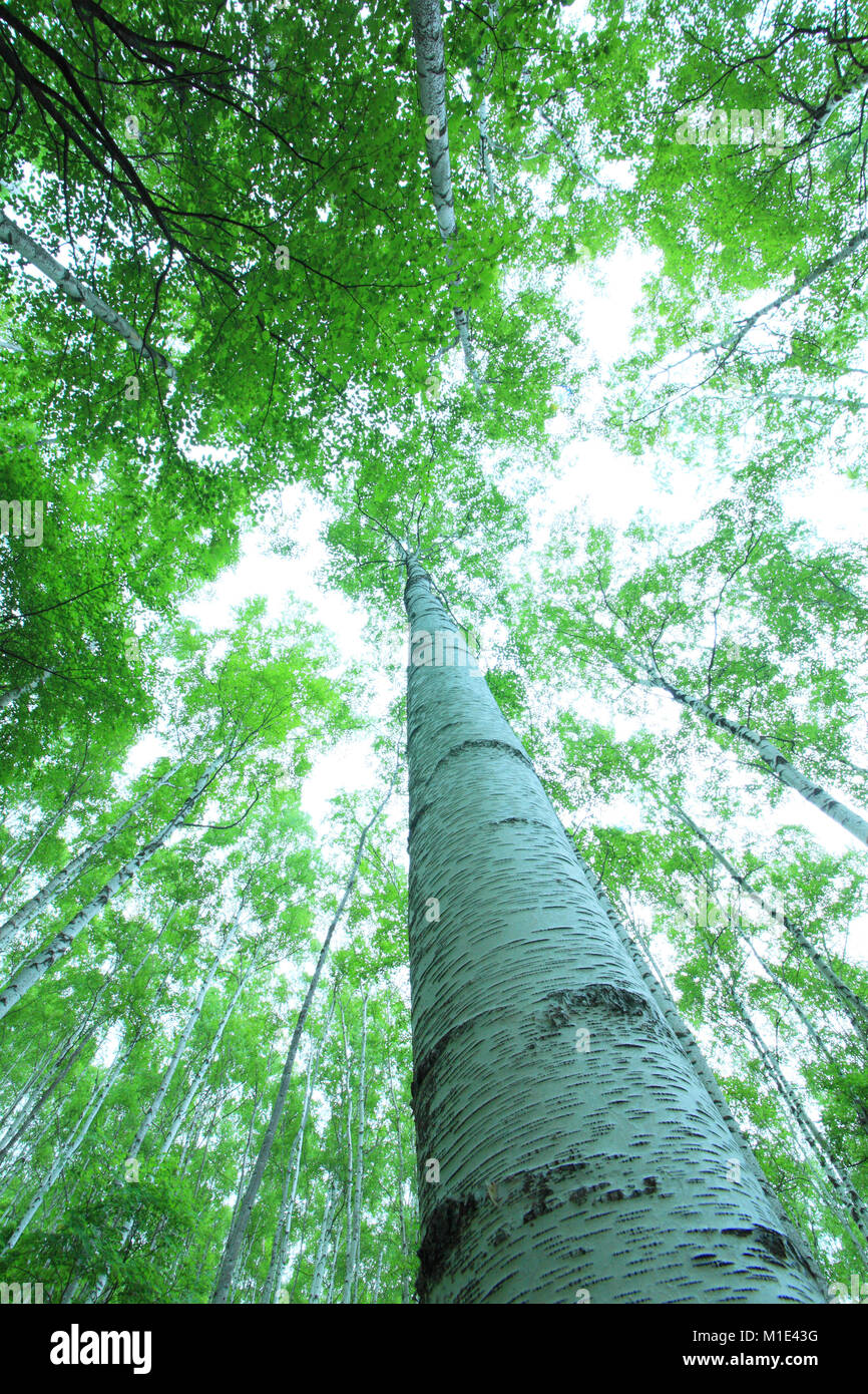 Green forest, Japan Stock Photo - Alamy