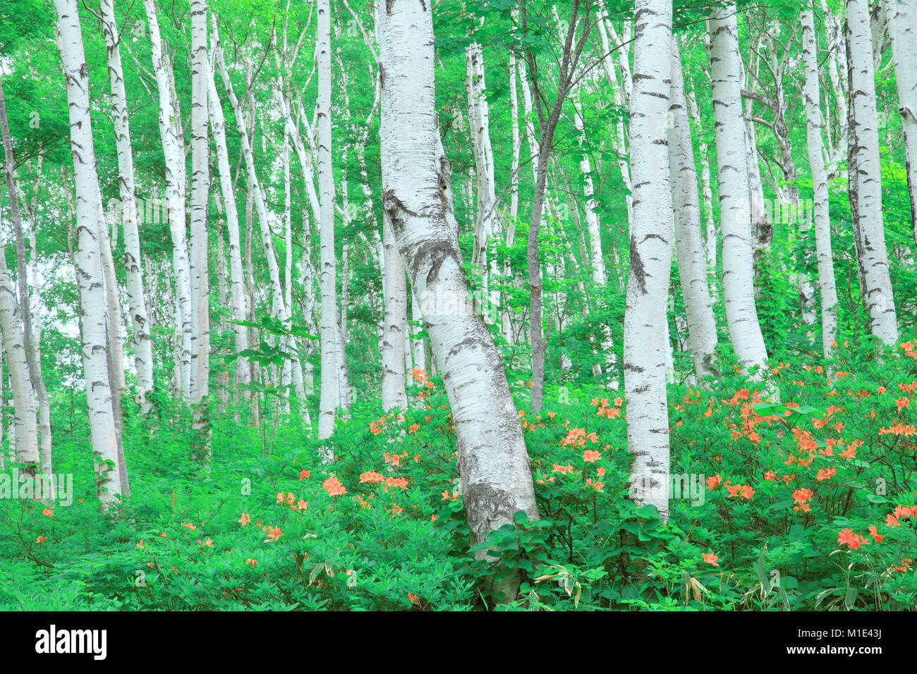 Green forest, Japan Stock Photo - Alamy