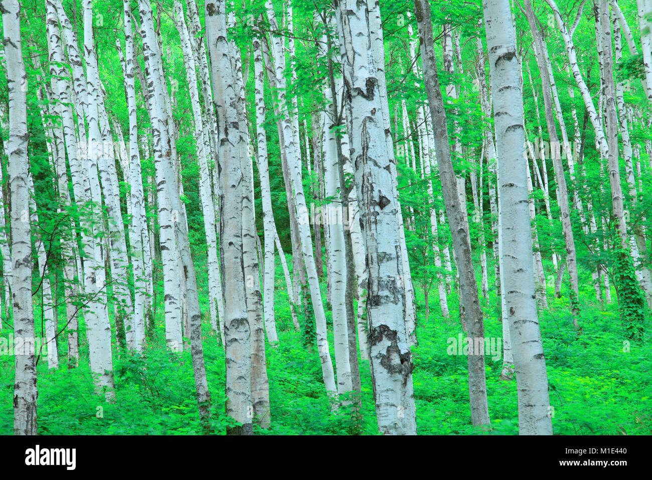 Green forest, Japan Stock Photo - Alamy
