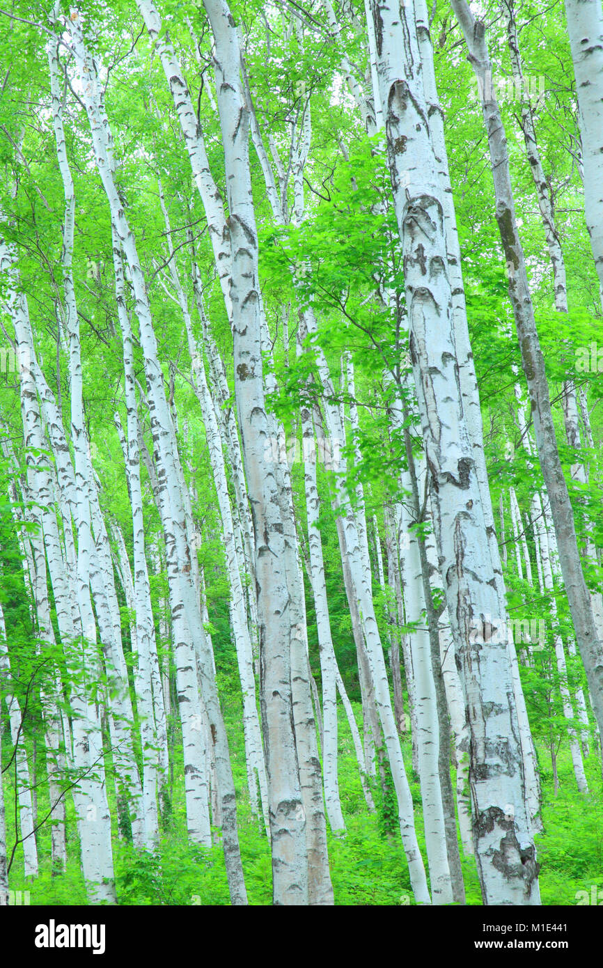 Beautiful branch vivid green hi-res stock photography and images - Alamy