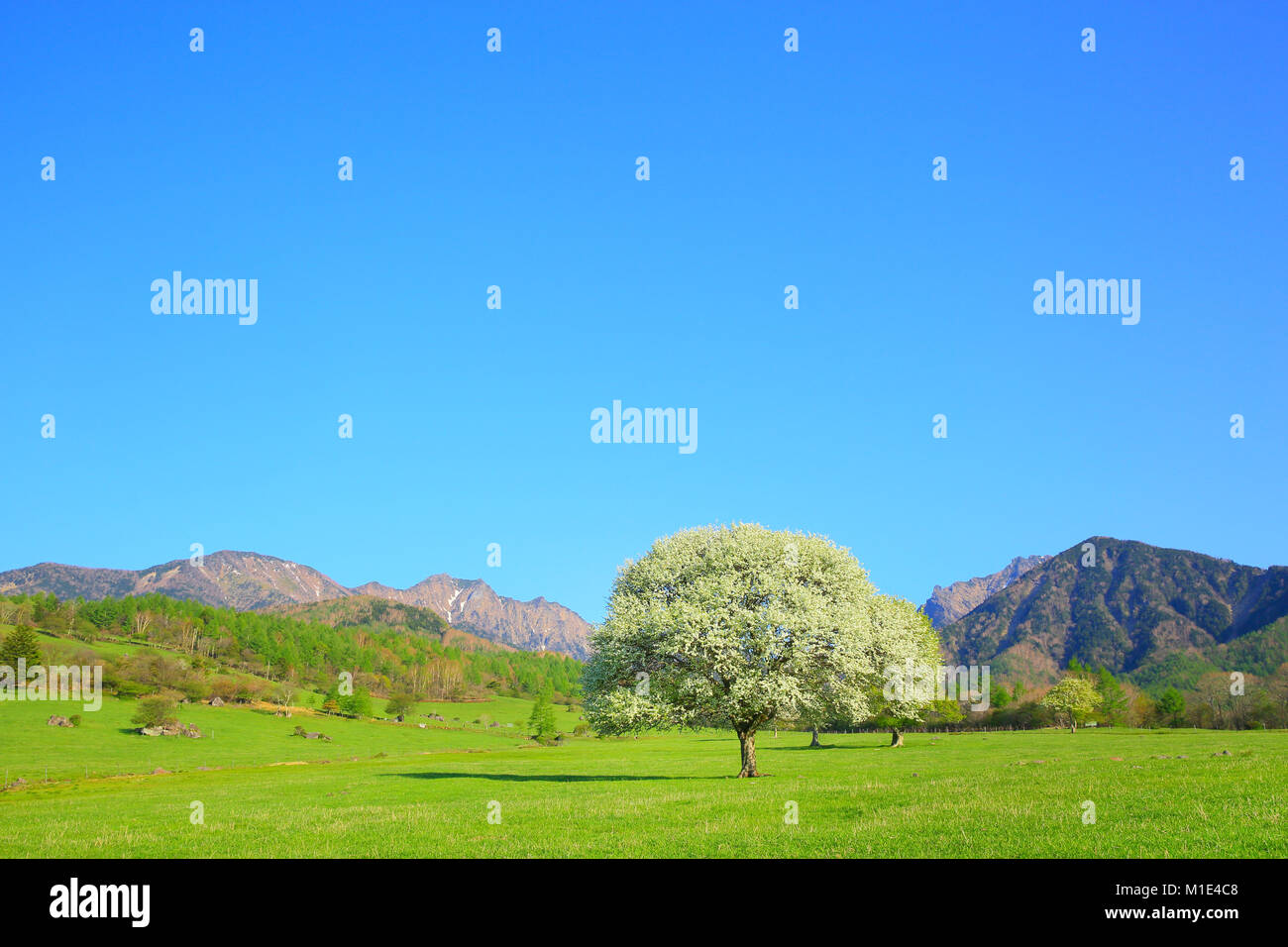 Yatsugatake Ranch, Yamanashi Prefecture, Japan Stock Photo - Alamy