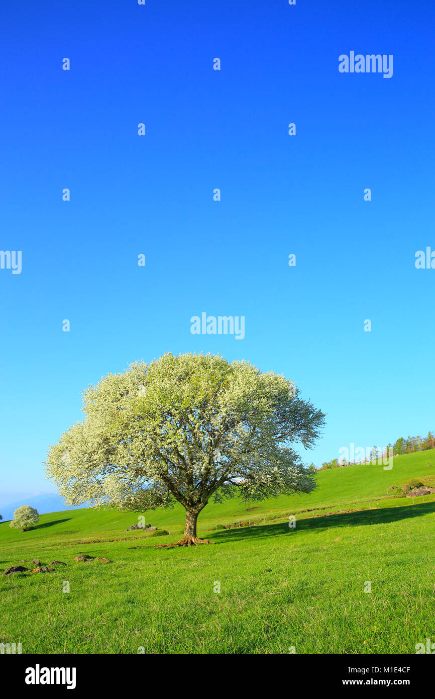 Yatsugatake Ranch, Yamanashi Prefecture, Japan Stock Photo - Alamy